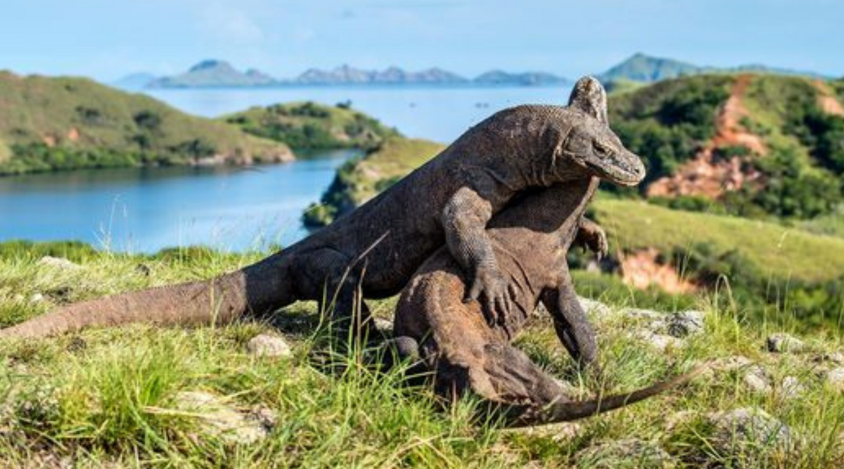 5 Pulau di Indonesia yang Wajib Kamu Kunjungi – Telusur Kultur